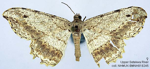 Papua Insects Foundation (Lepidoptera/Geometridae(Ennominae)/Luxiaria ...